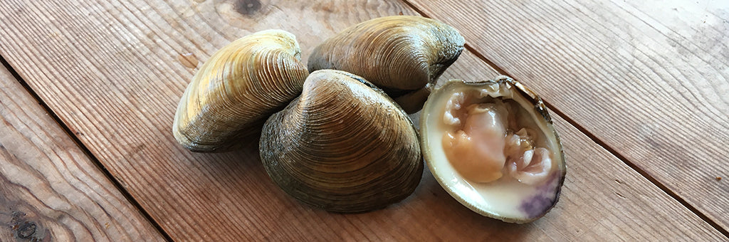 NEW IN: Hard Shell Clams – Colchester Oyster Fishery