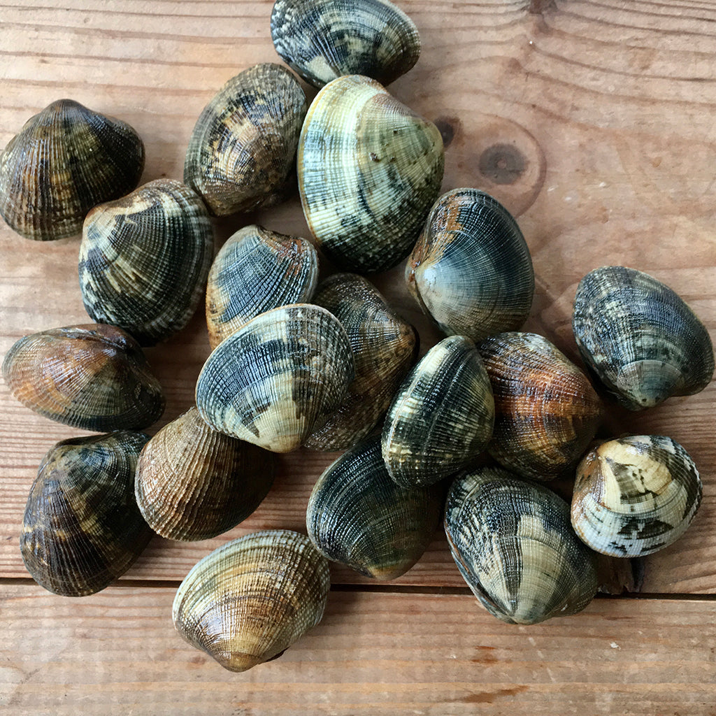 Palourde Clams – Colchester Oyster Fishery